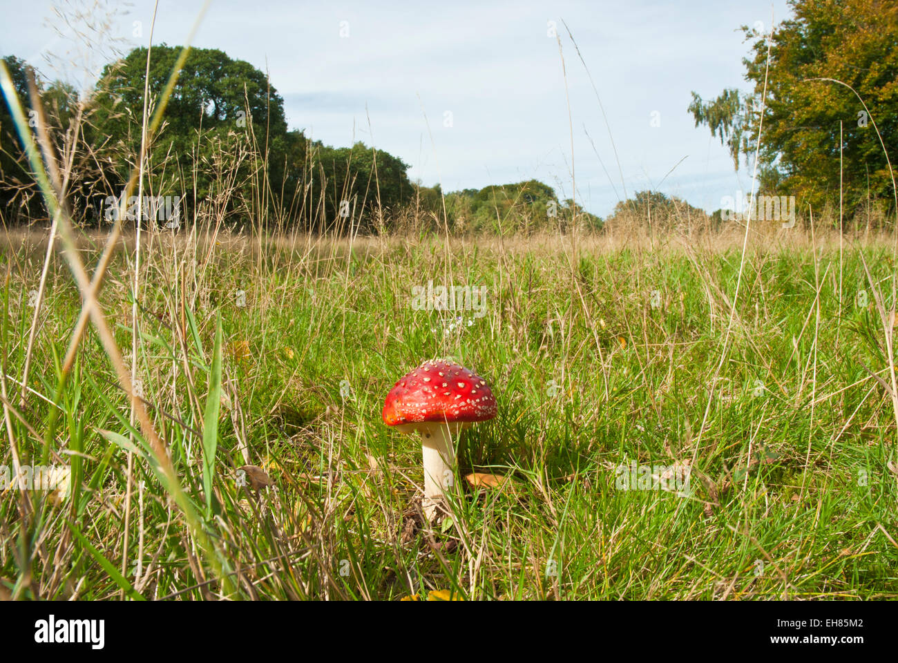 Un pré sur Hampstead Heath, au début de l'automne, avec un rouge ...
