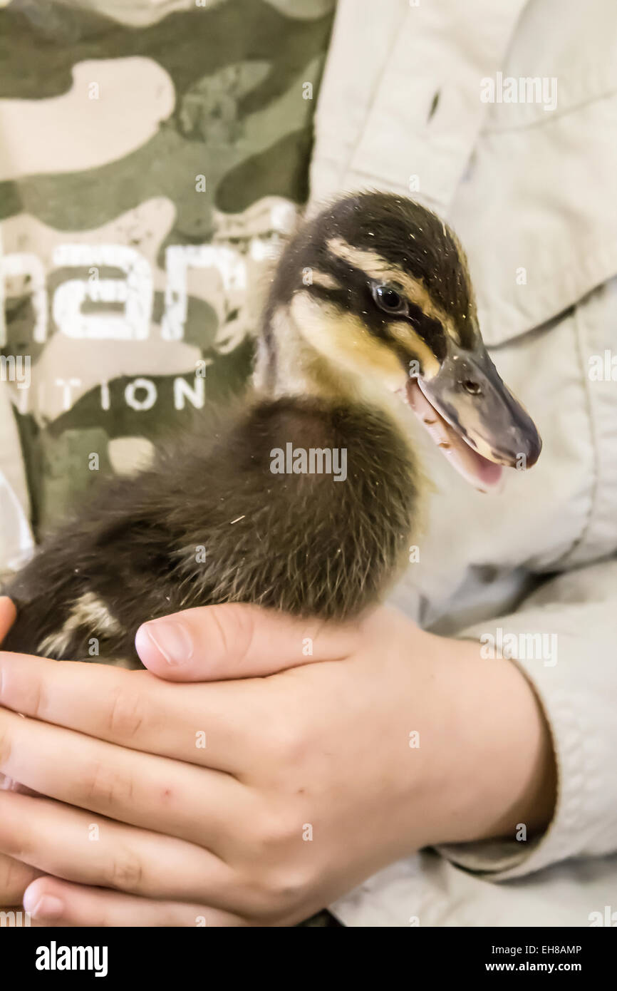 Canard De Rouen Banque d'image et photos - Alamy