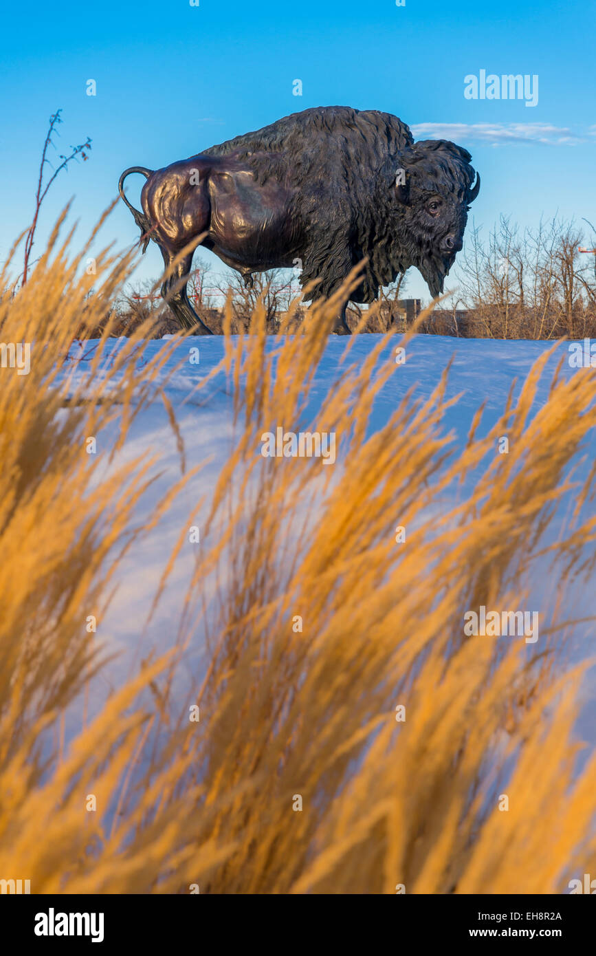 Calgary canada alberta bison buffle sculpture Banque de photographies ...