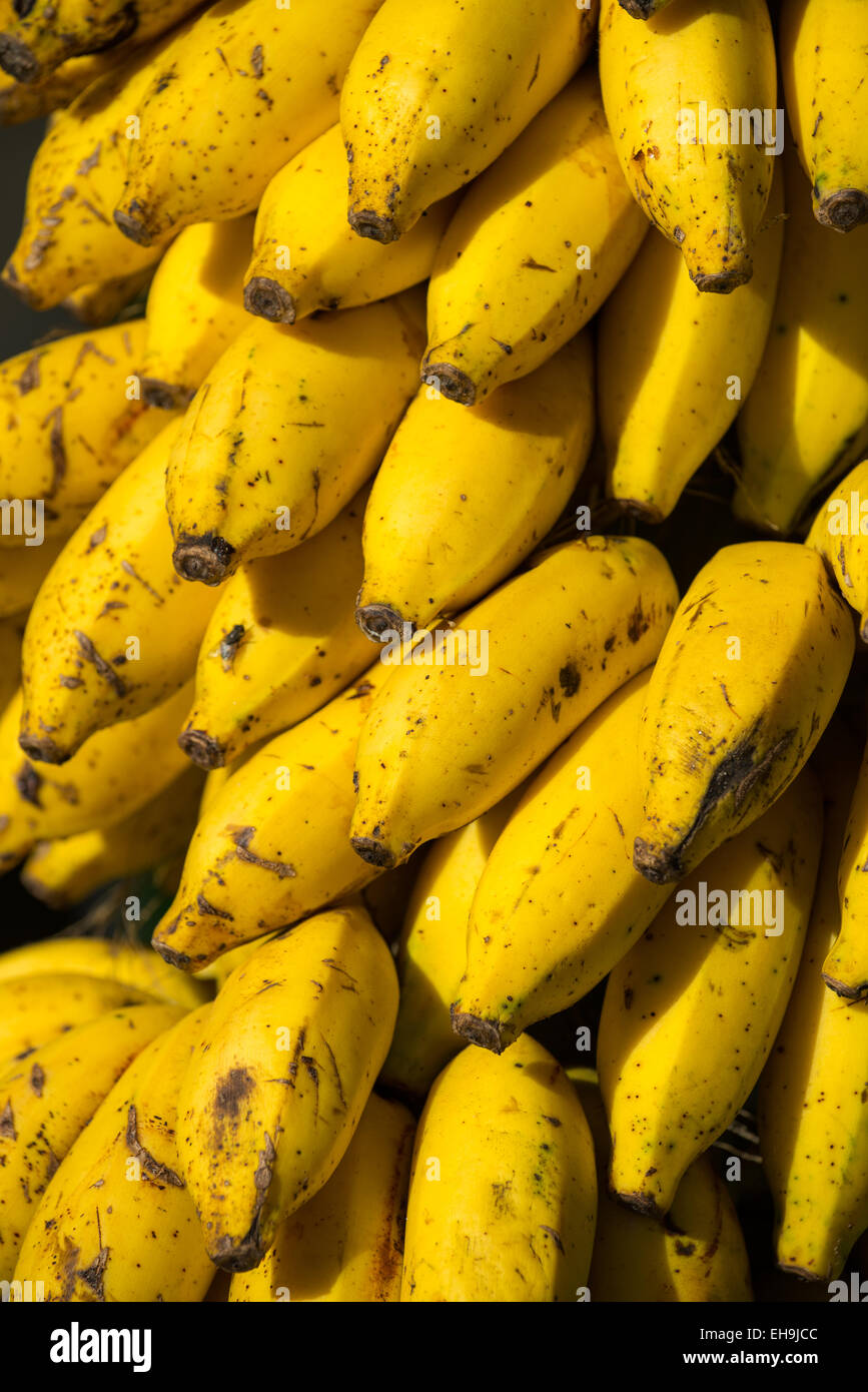 Bananas plantains plant Banque de photographies et d’images à haute ...