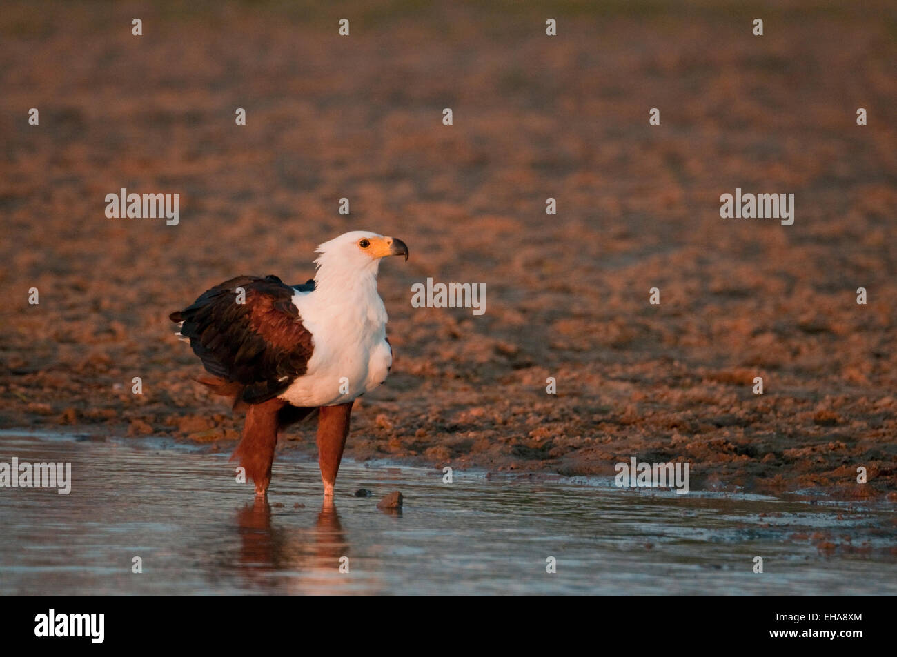 Rufiji river Banque de photographies et d’images à haute résolution - Alamy