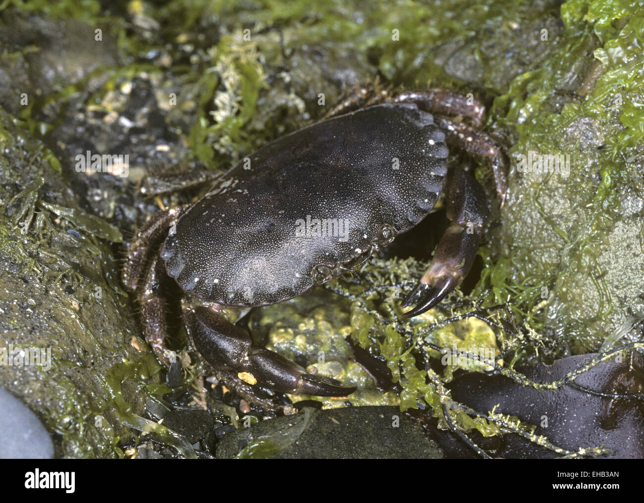 Crabe du cancer pagurus comestible Banque de photographies et d’images ...