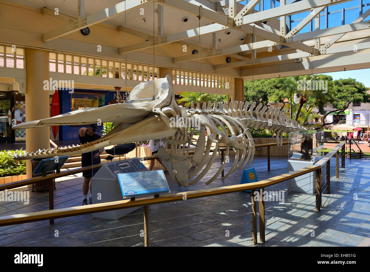 Squelette de cachalot dans Whaler's Village de Ka'anapali, Maui, Hawaii ...
