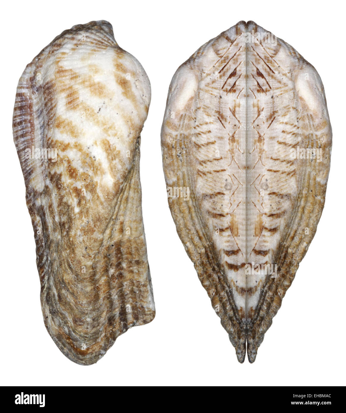 Arca noae Banque de photographies et d’images à haute résolution - Alamy