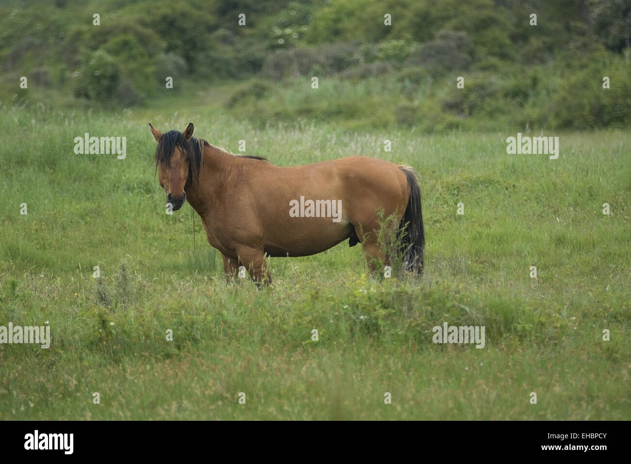 Cheval de henson Banque de photographies et d’images à haute résolution ...