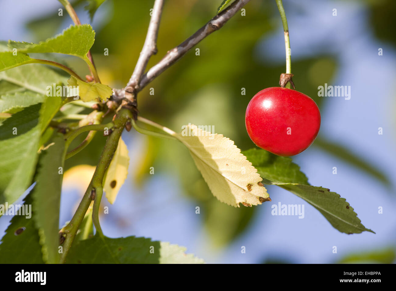 Fruit rouge dans un arbre Banque de photographies et d’images à haute ...