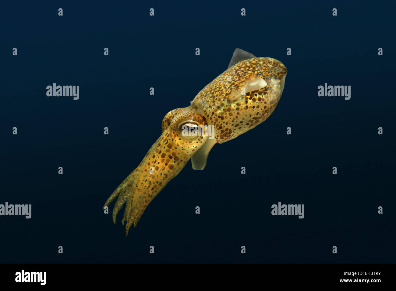 Poisson seiche Banque de photographies et d’images à haute résolution ...