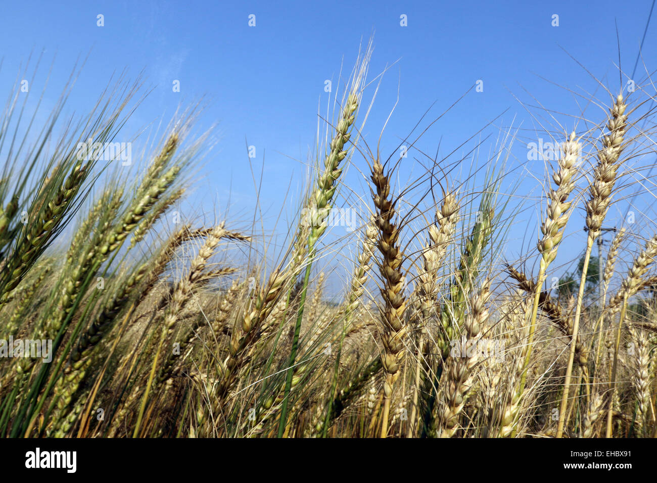 Les champs de blé, blé, du Bangladesh, de champs de blé Champs Photo Stock - Alamy