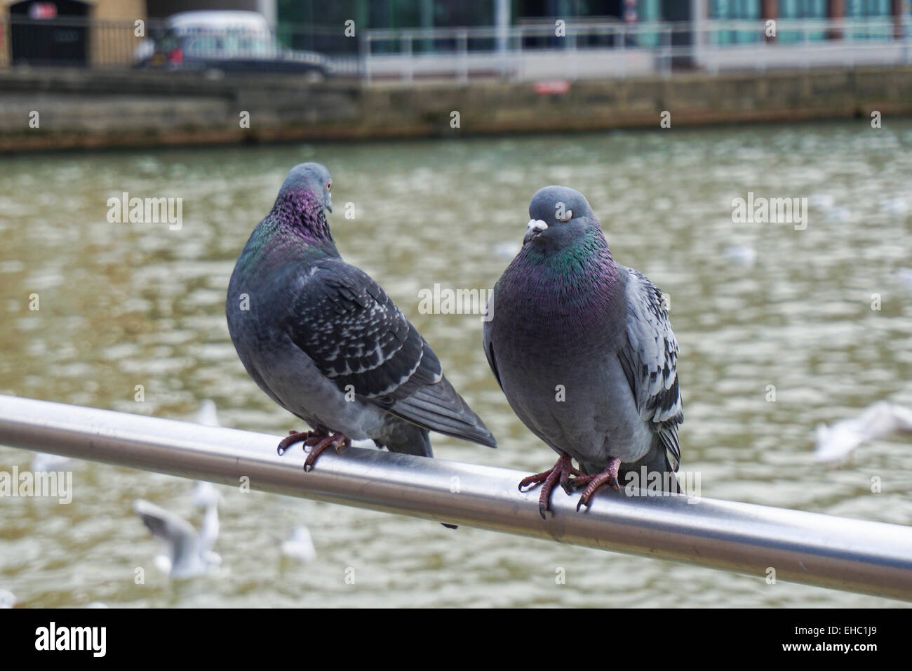 Deux pigeons assis Banque de photographies et d’images à haute ...