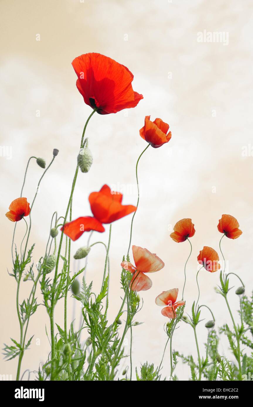 Coquelicot rouge Banque de photographies et d’images à haute résolution ...