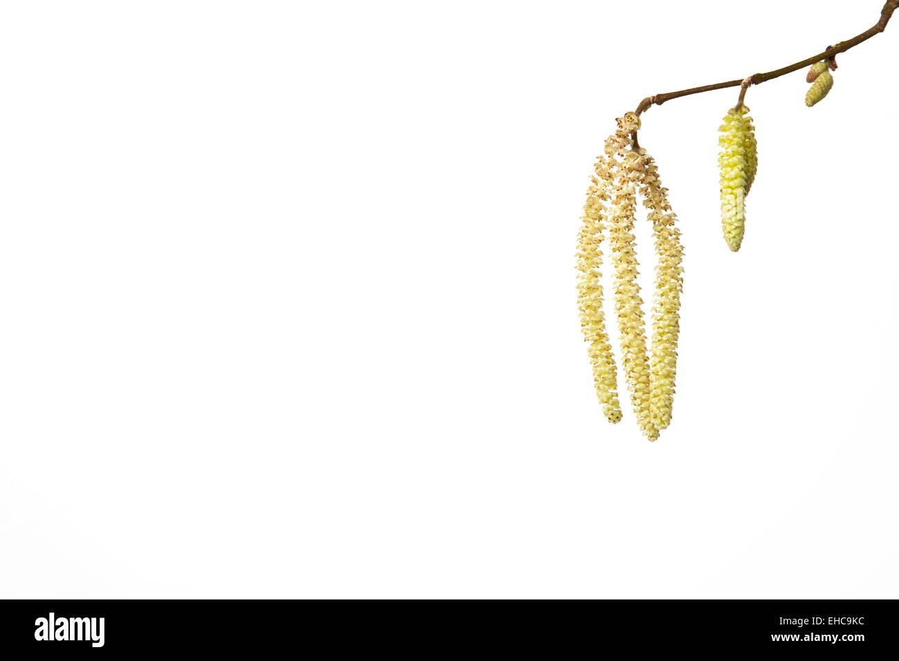 Chatons de noisetier fond blanc Banque de photographies et d’images à ...