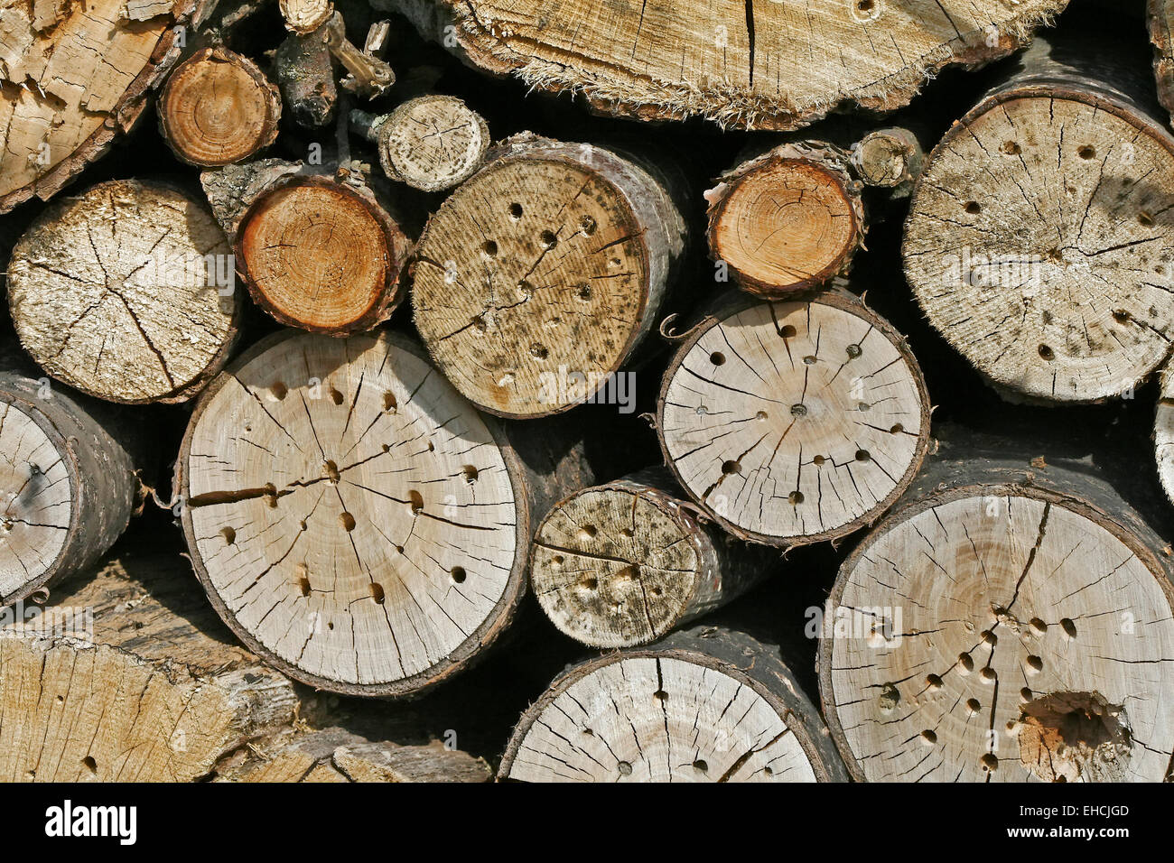 Nid d'abeilles sauvages Banque de photographies et d’images à haute ...