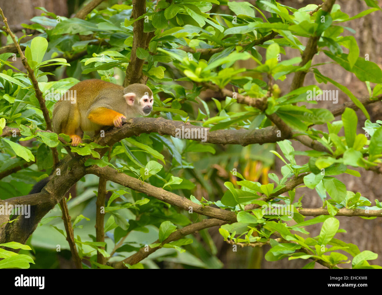 Saimiri sp Banque de photographies et d’images à haute résolution - Alamy