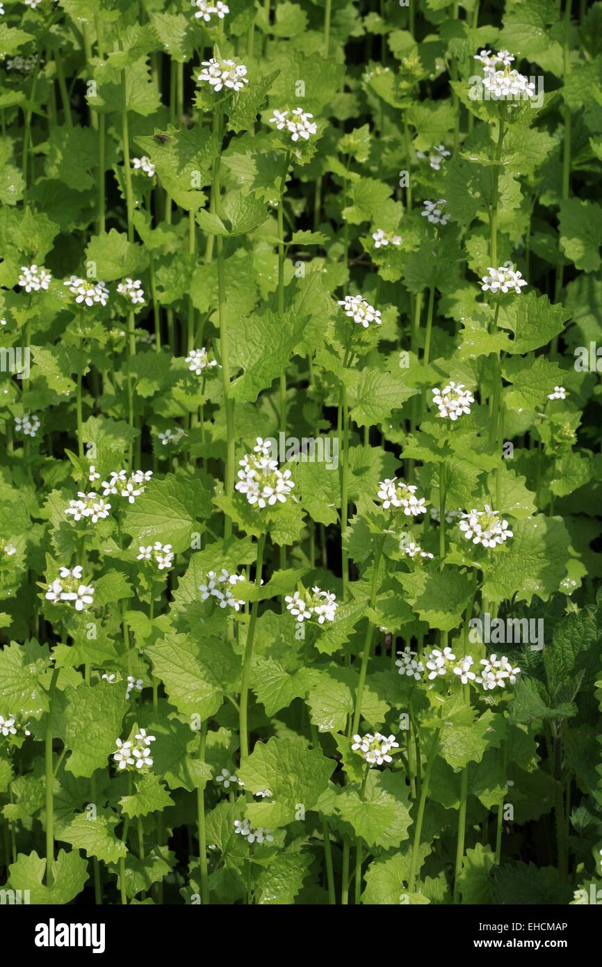 Alliaire officinale Banque de photographies et d’images à haute ...