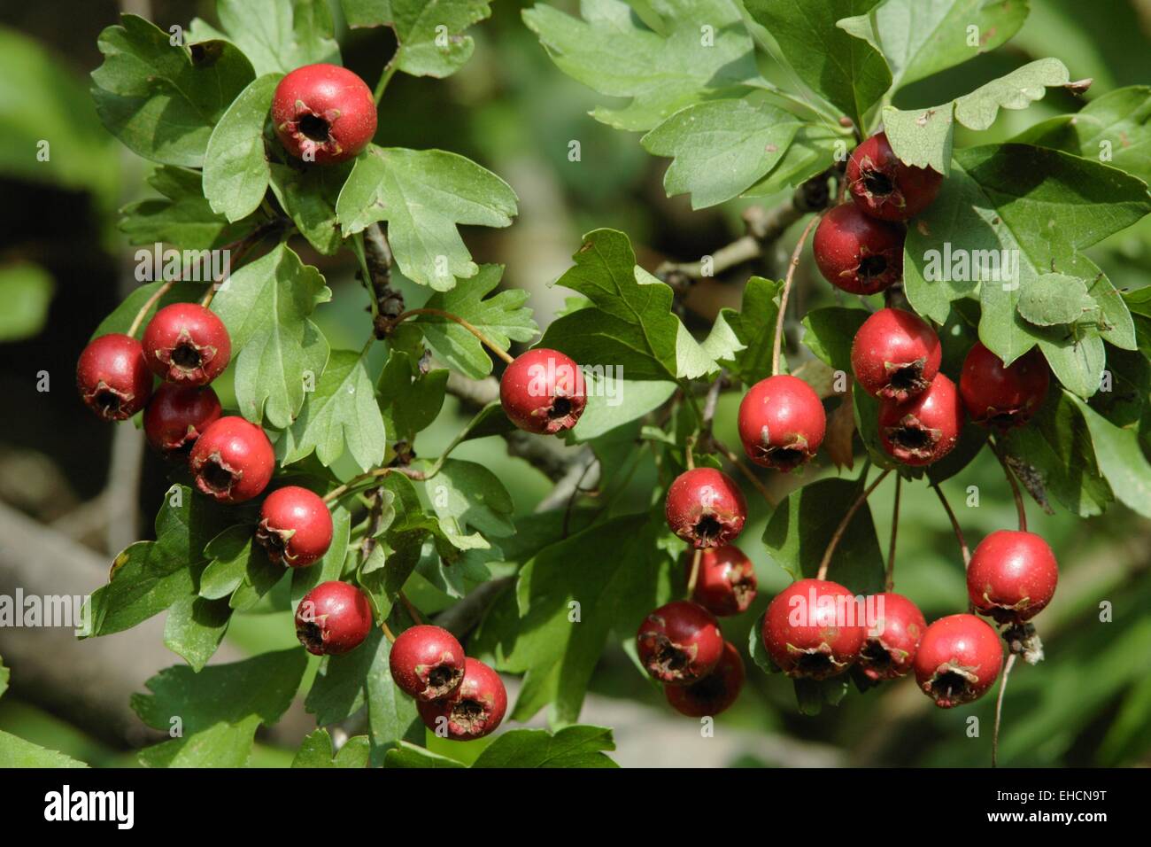 Haie d'aubépines crataegus Banque de photographies et d’images à haute ...