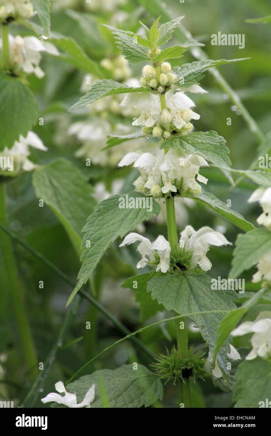 Lamium album fleurs Banque de photographies et d’images à haute ...