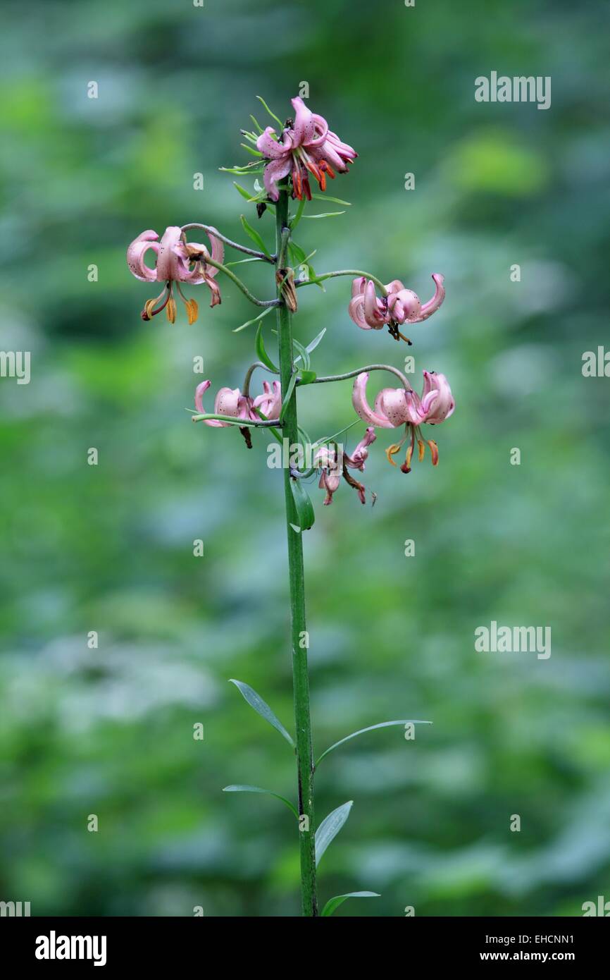 Lys martagon lilium martagon Banque de photographies et d’images à haute résolution - Alamy
