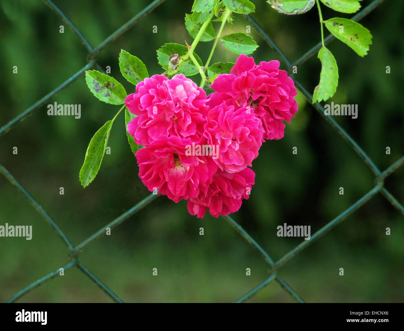 Dog roses Banque de photographies et d’images à haute résolution - Alamy