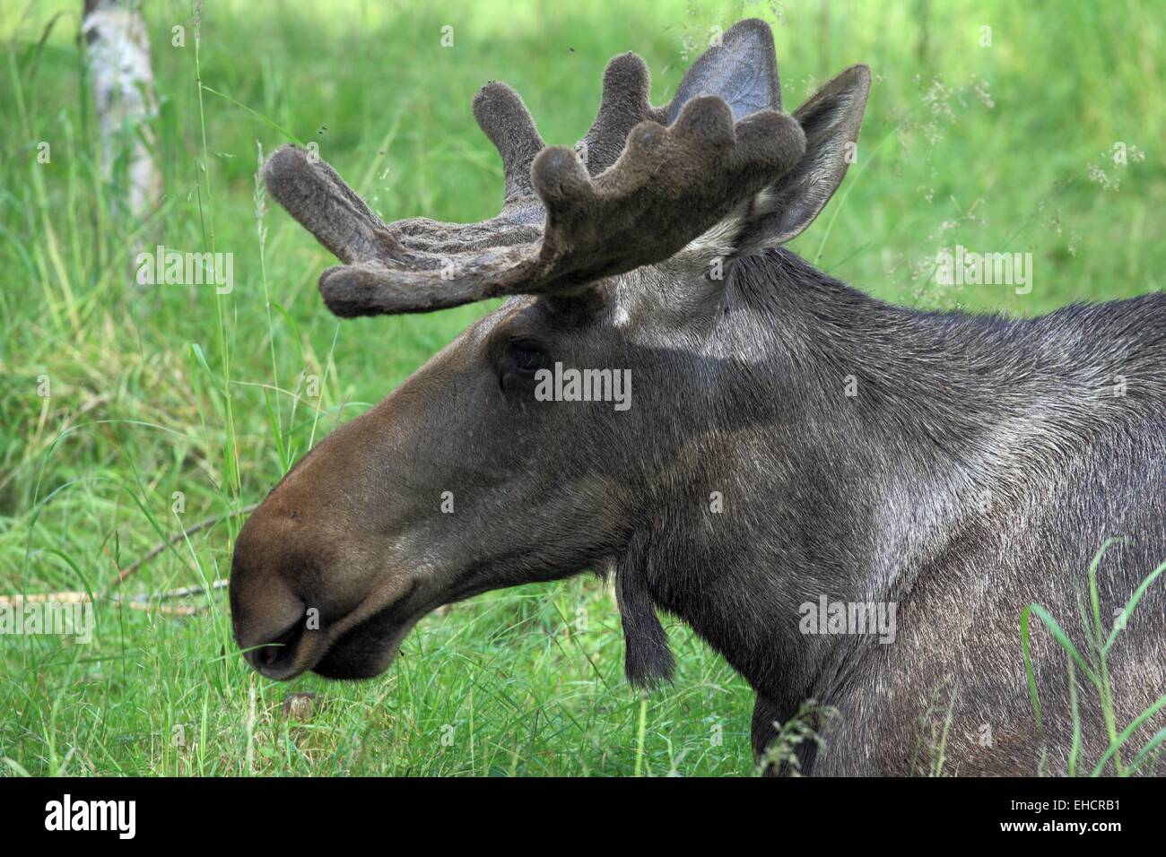 Chasse à l'orignal Banque de photographies et d’images à haute ...