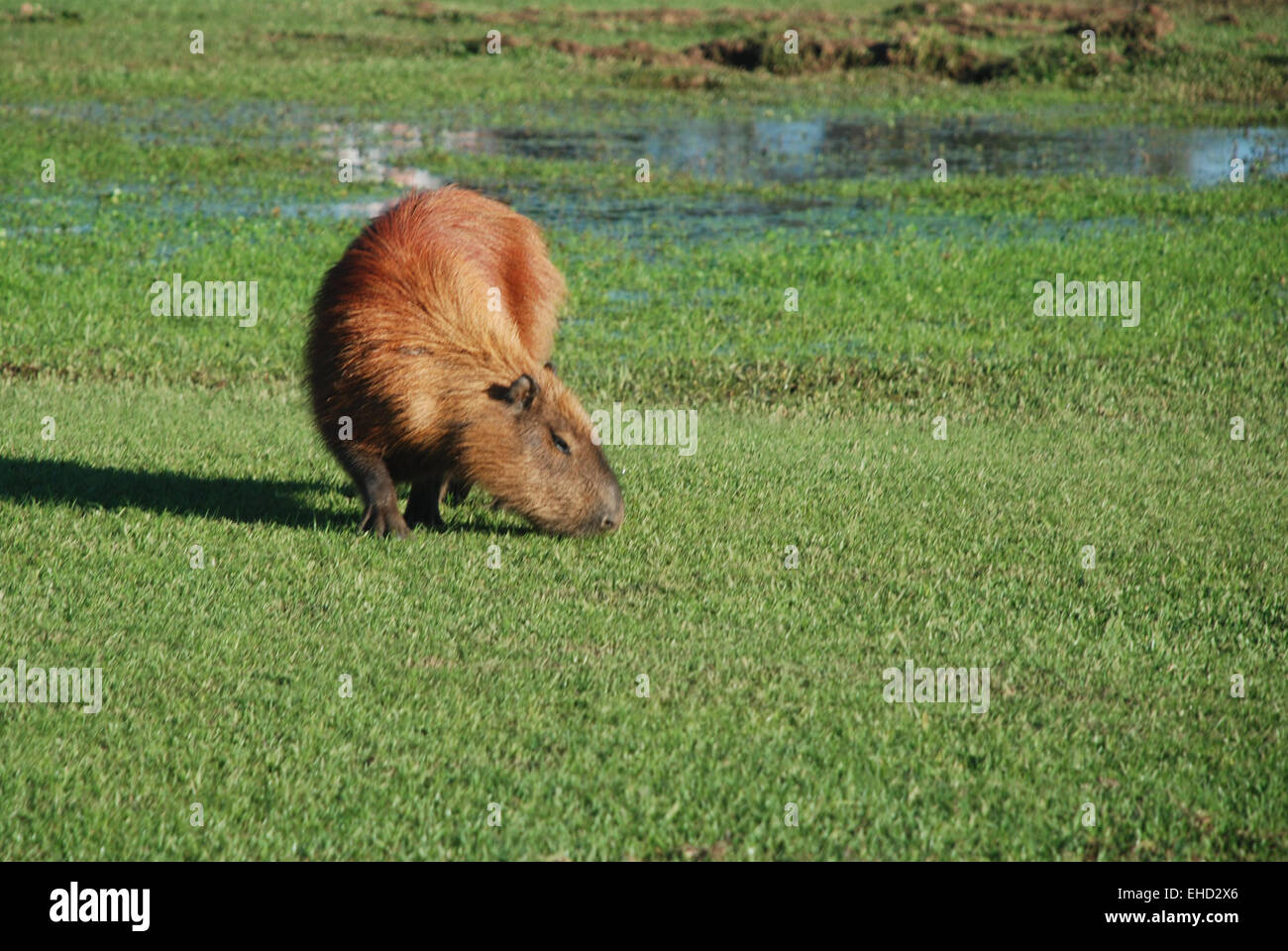 Capivara brazil Banque de photographies et d’images à haute résolution ...
