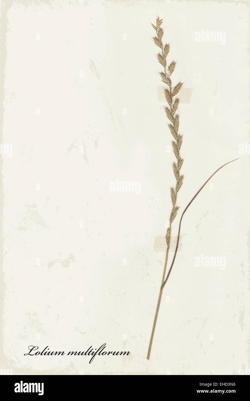 Lolium multiflorum Banque de photographies et d’images à haute ...