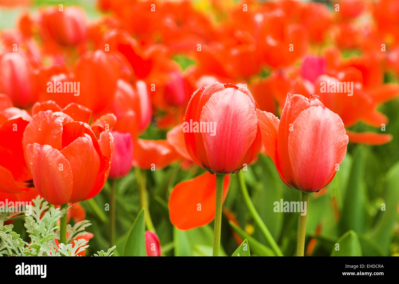 Grijze roodbloeiende Banque d'image et photos - Alamy