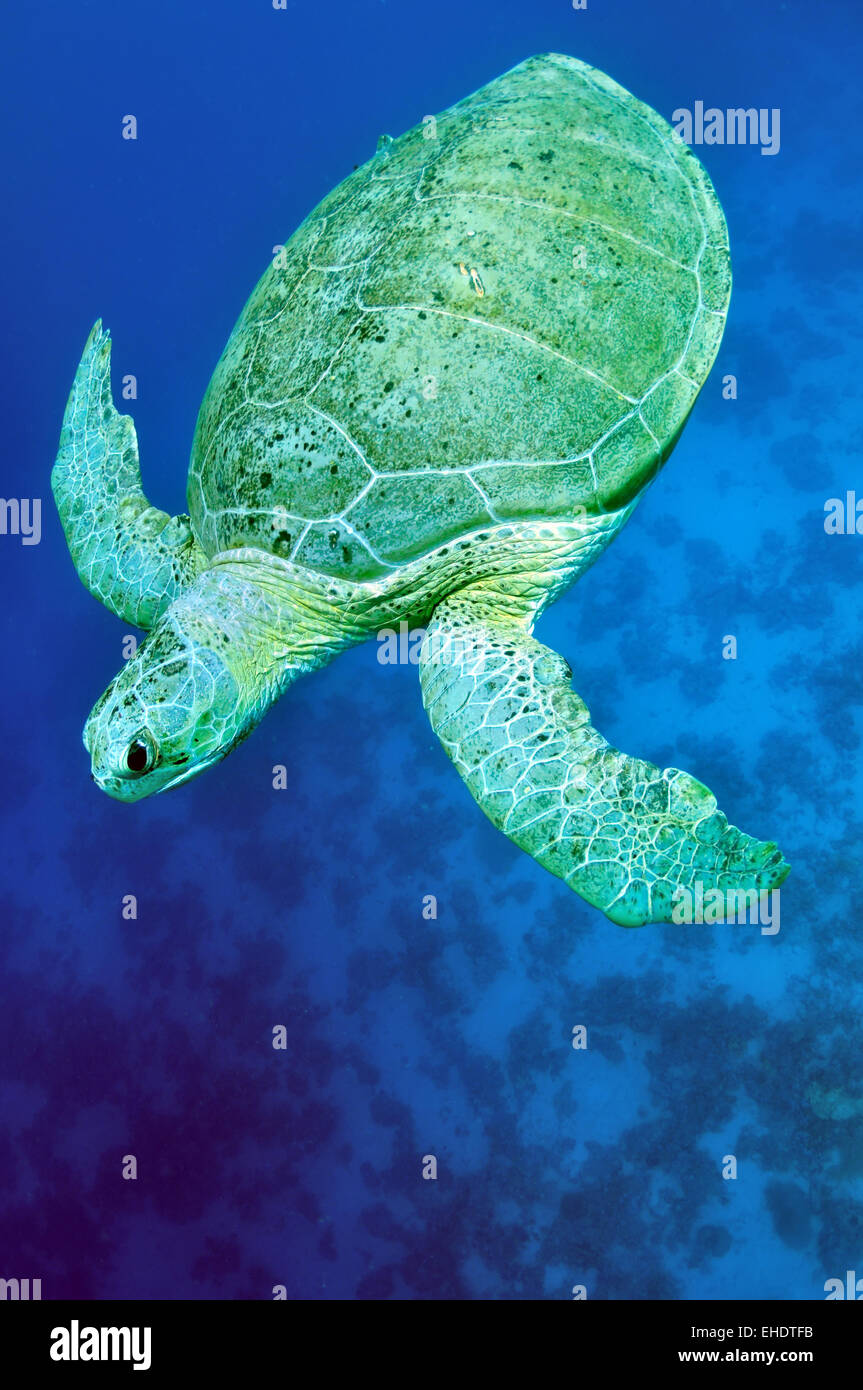 Tortue verte chelonia mydas natation Banque de photographies et d ...
