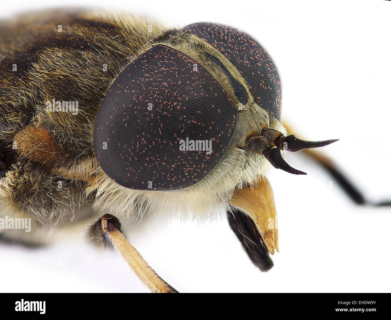 Morsure de taon Banque de photographies et d’images à haute résolution ...