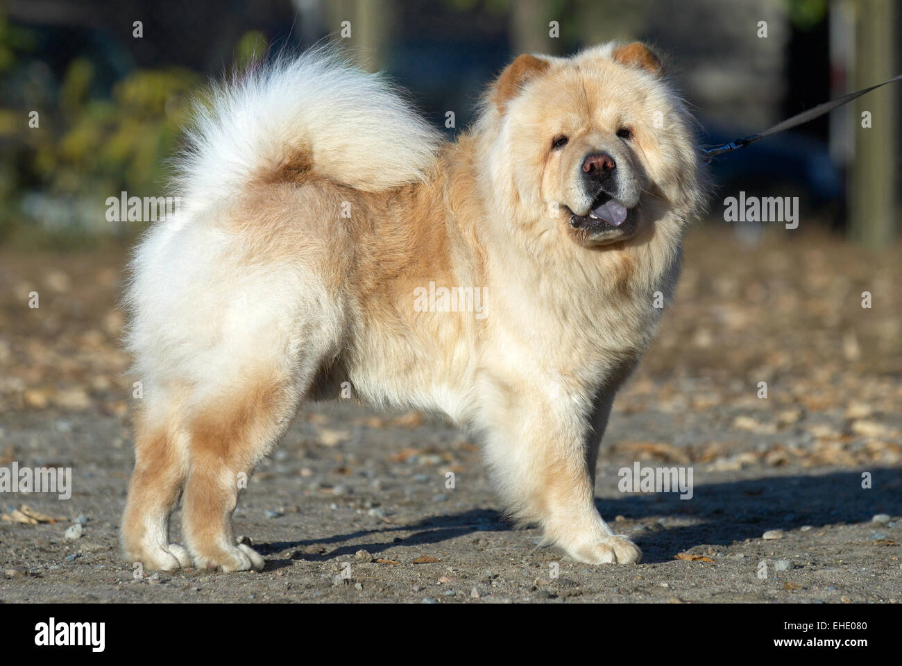 Chow chow Banque de photographies et d’images à haute résolution - Alamy