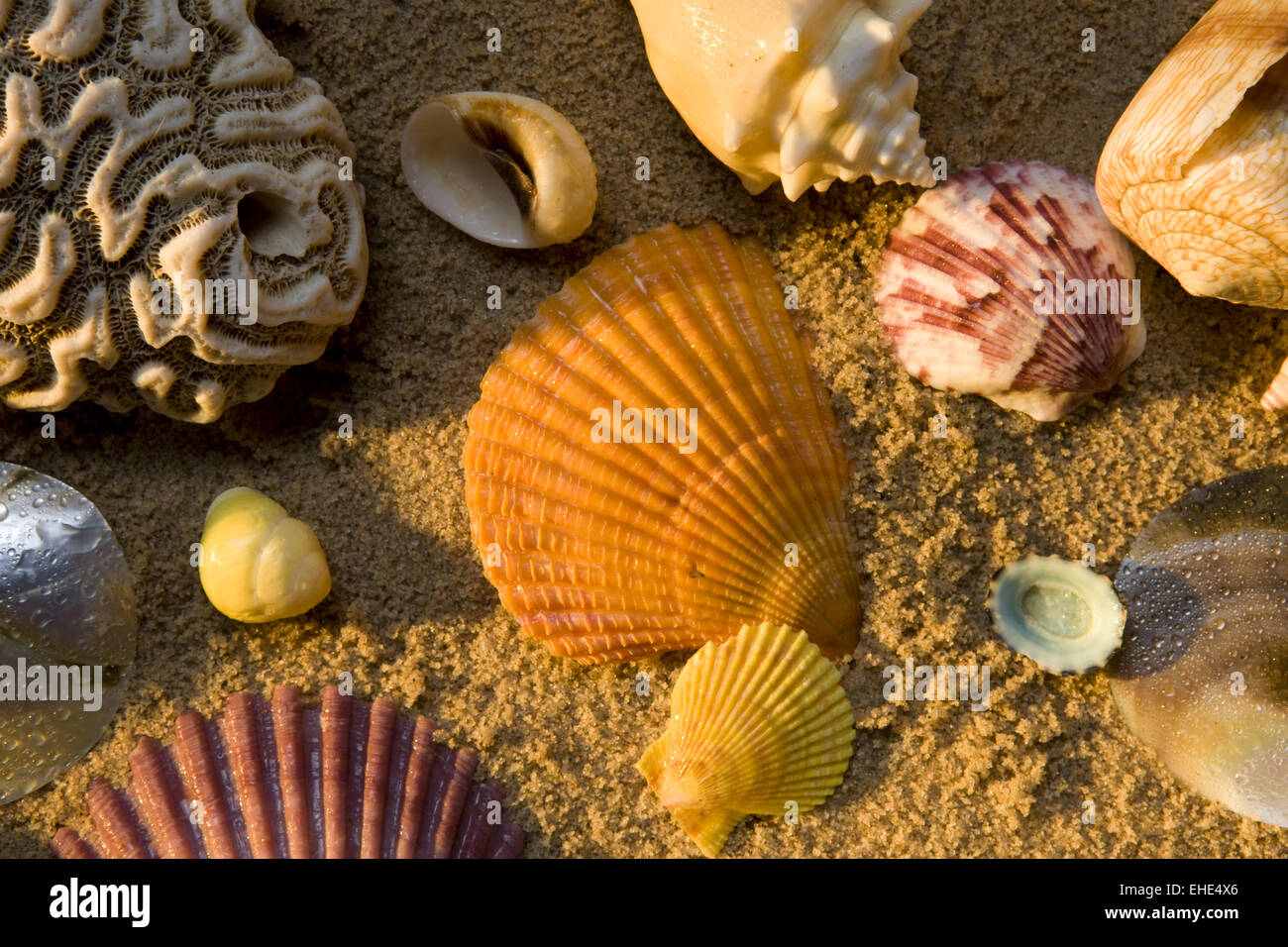 Coquillages de mer Banque de photographies et d’images à haute ...