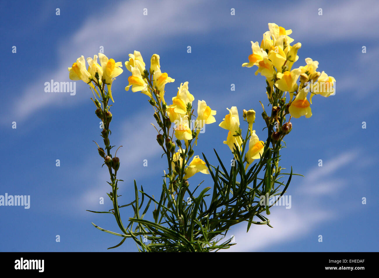Faire pousser des plantes mufliers Banque de photographies et d’images ...