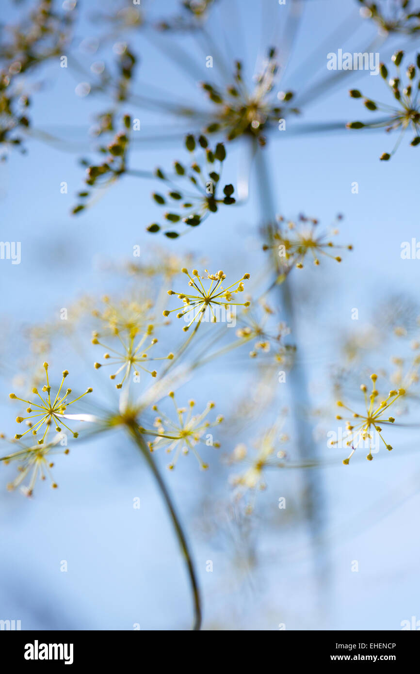 Ombelle fleur d'ombellifère blanc Banque de photographies et d’images à haute résolution - Alamy