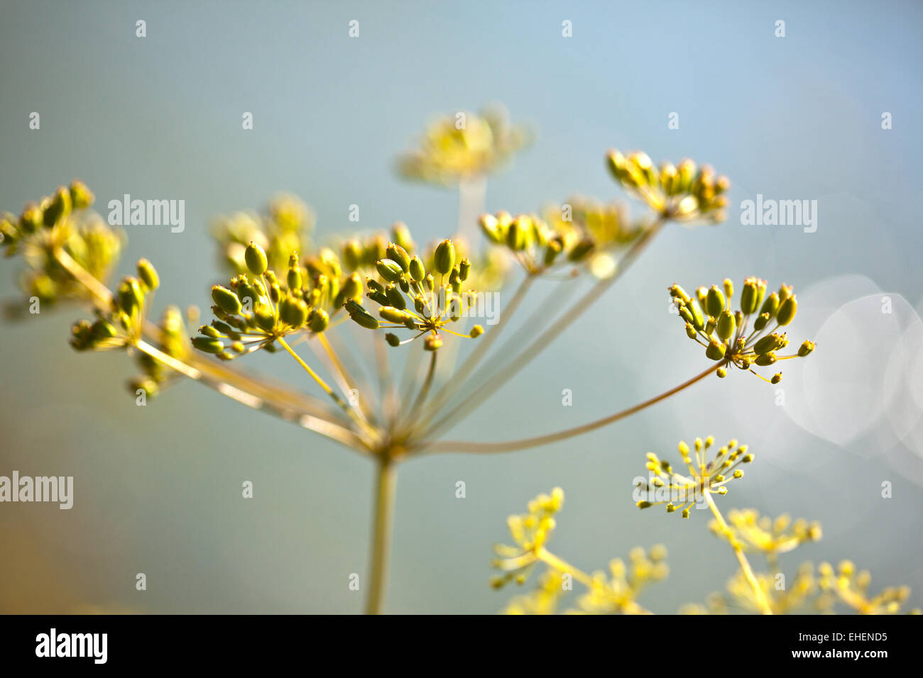 Ombelle fleur d'ombellifère blanc Banque de photographies et d’images à haute résolution - Alamy