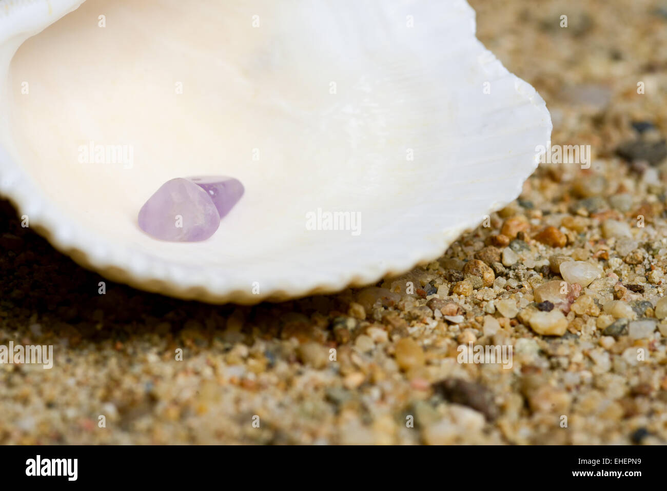 Coquillages violets Banque de photographies et d’images à haute ...