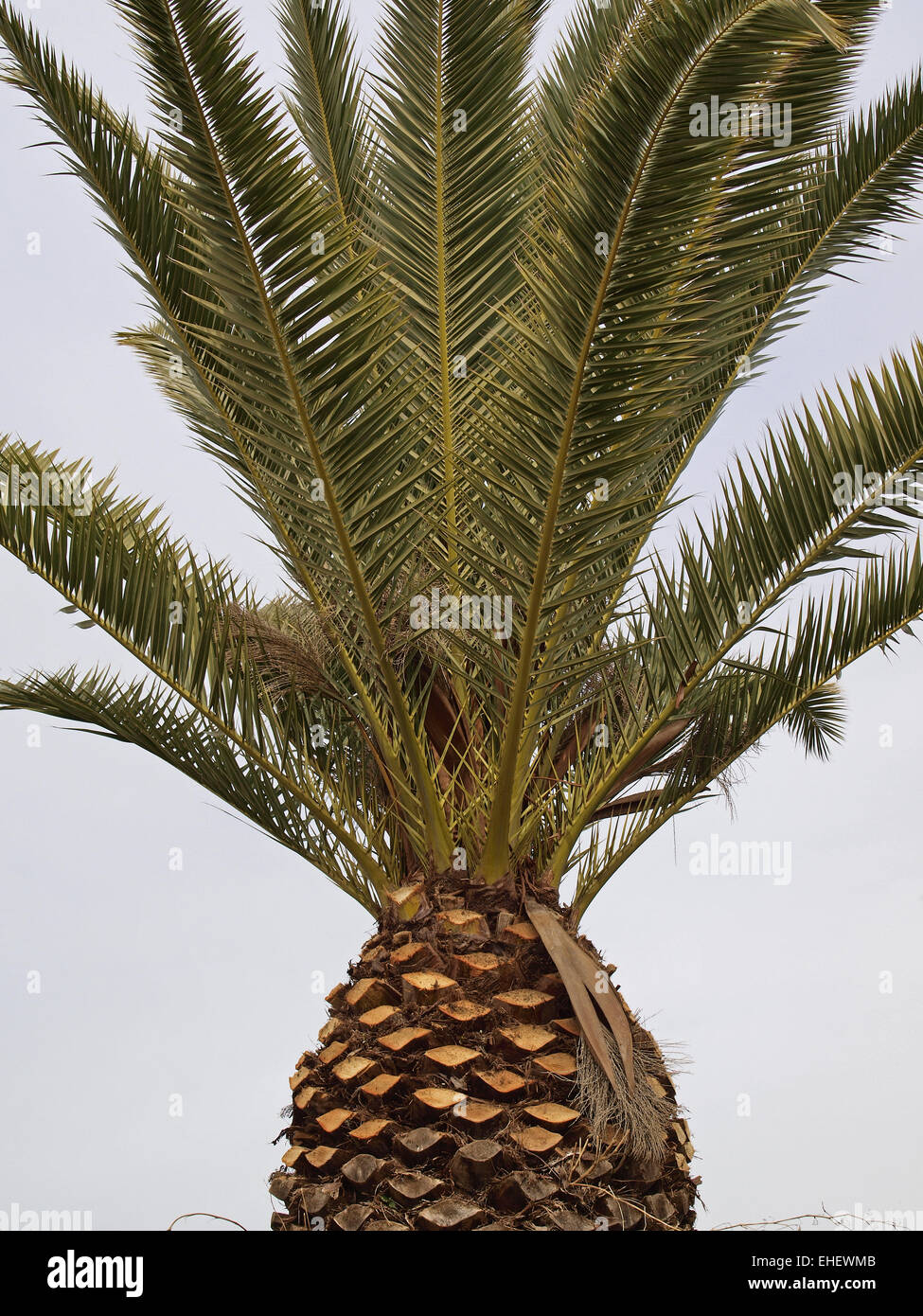 Phoenix canariensis, Canaries Date Palm Photo Stock - Alamy