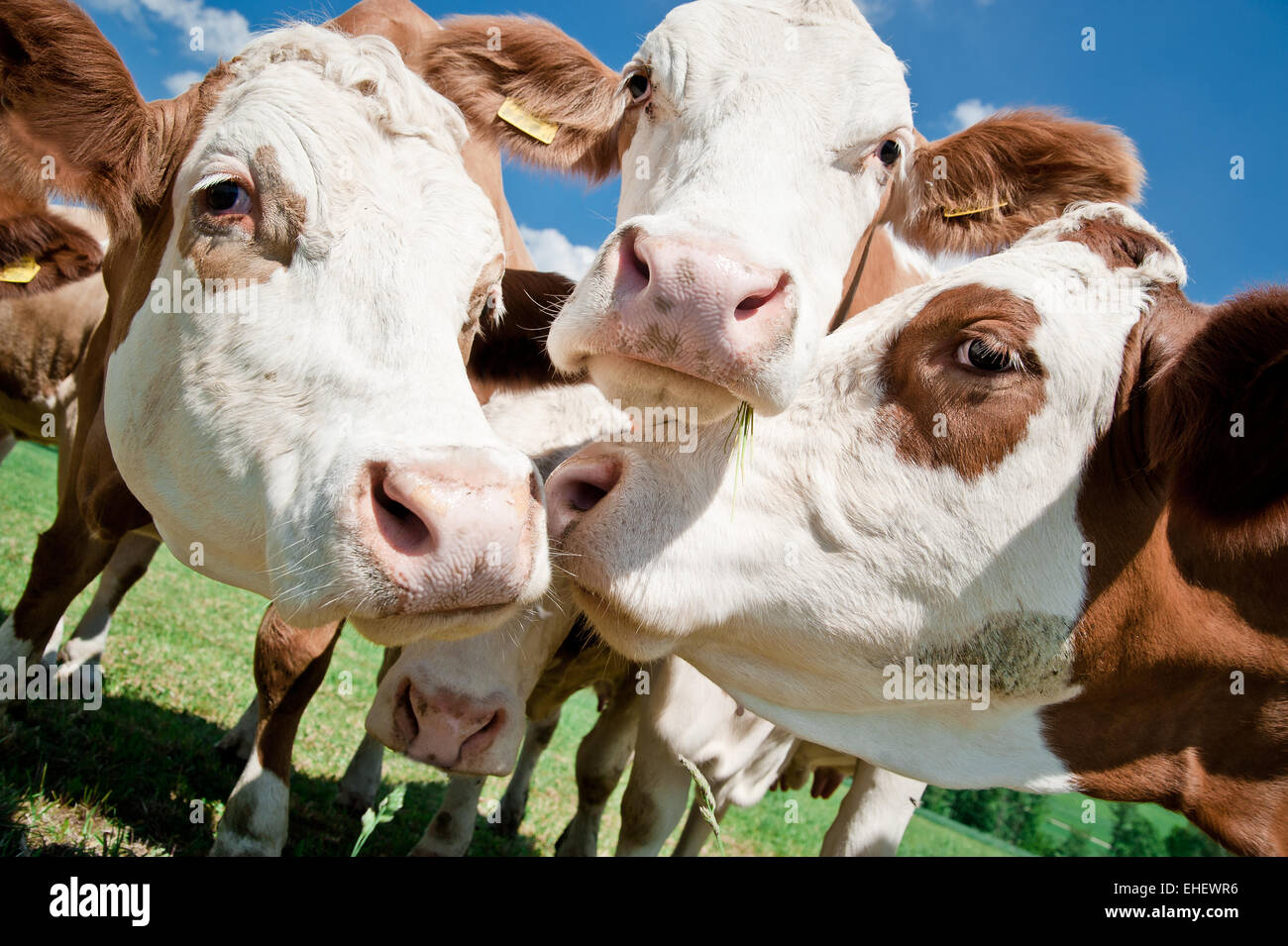 Visages de vaches Banque de photographies et d’images à haute ...