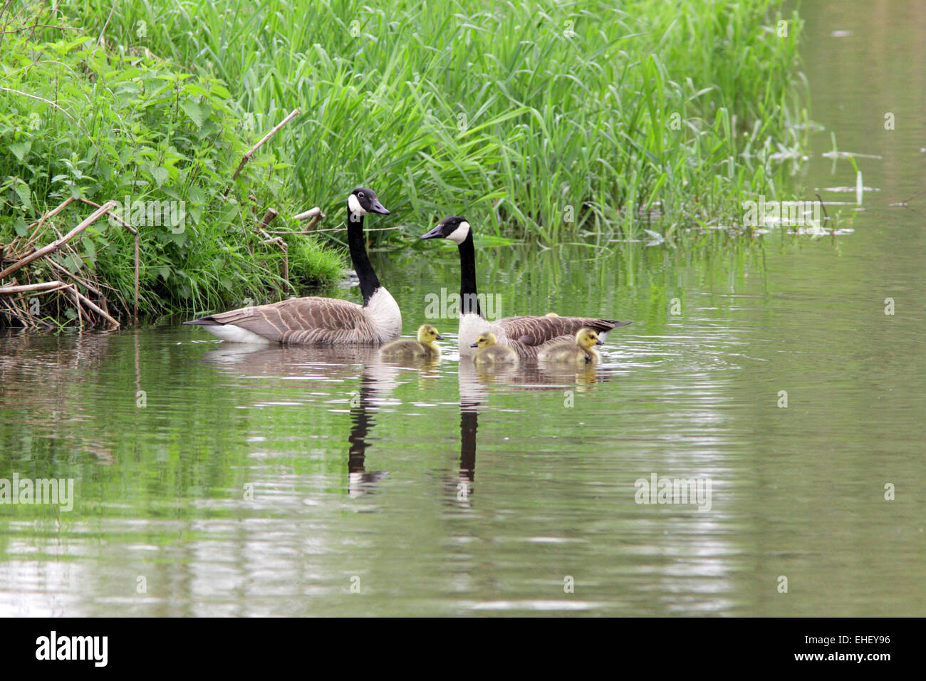 Bernaches du canada Banque de photographies et d’images à haute résolution - Alamy