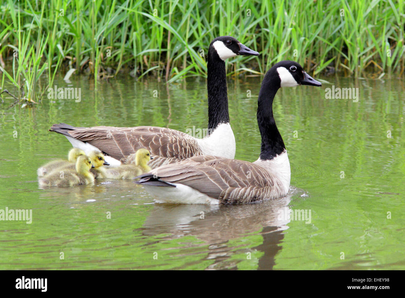 Les oisons Banque de photographies et d’images à haute résolution - Alamy