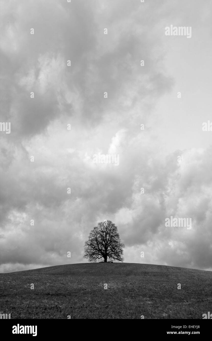 Avec arbre solitaire Banque de photographies et d’images à haute ...