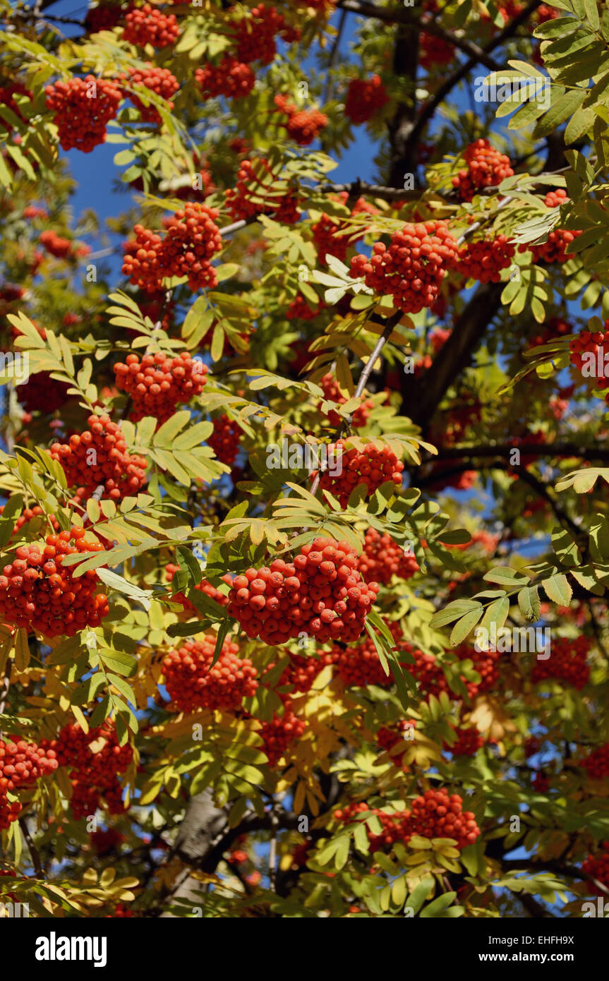 Fruits de cendre de montagne Banque de photographies et d’images à ...