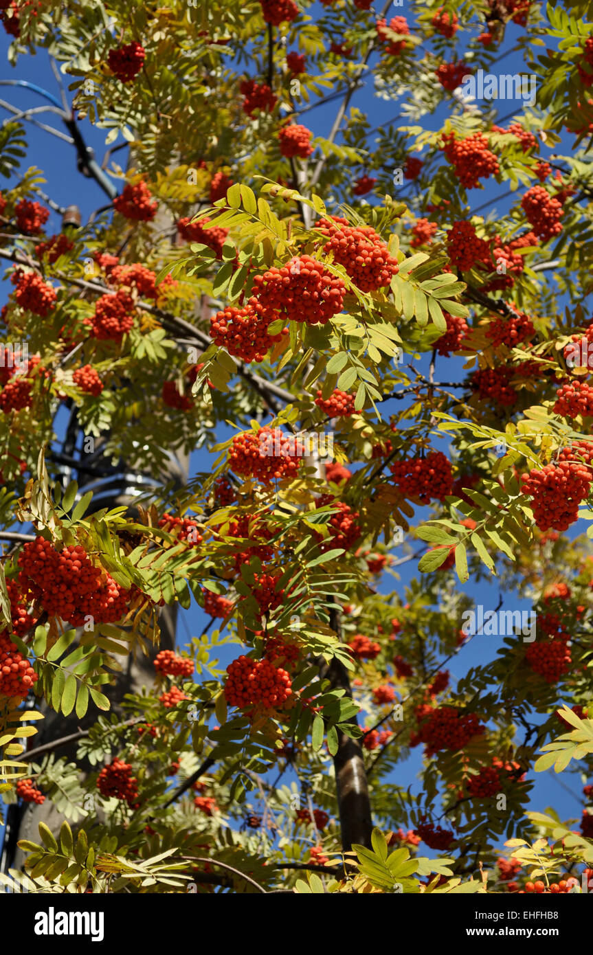 Fruits de cendre de montagne Banque de photographies et d’images à ...