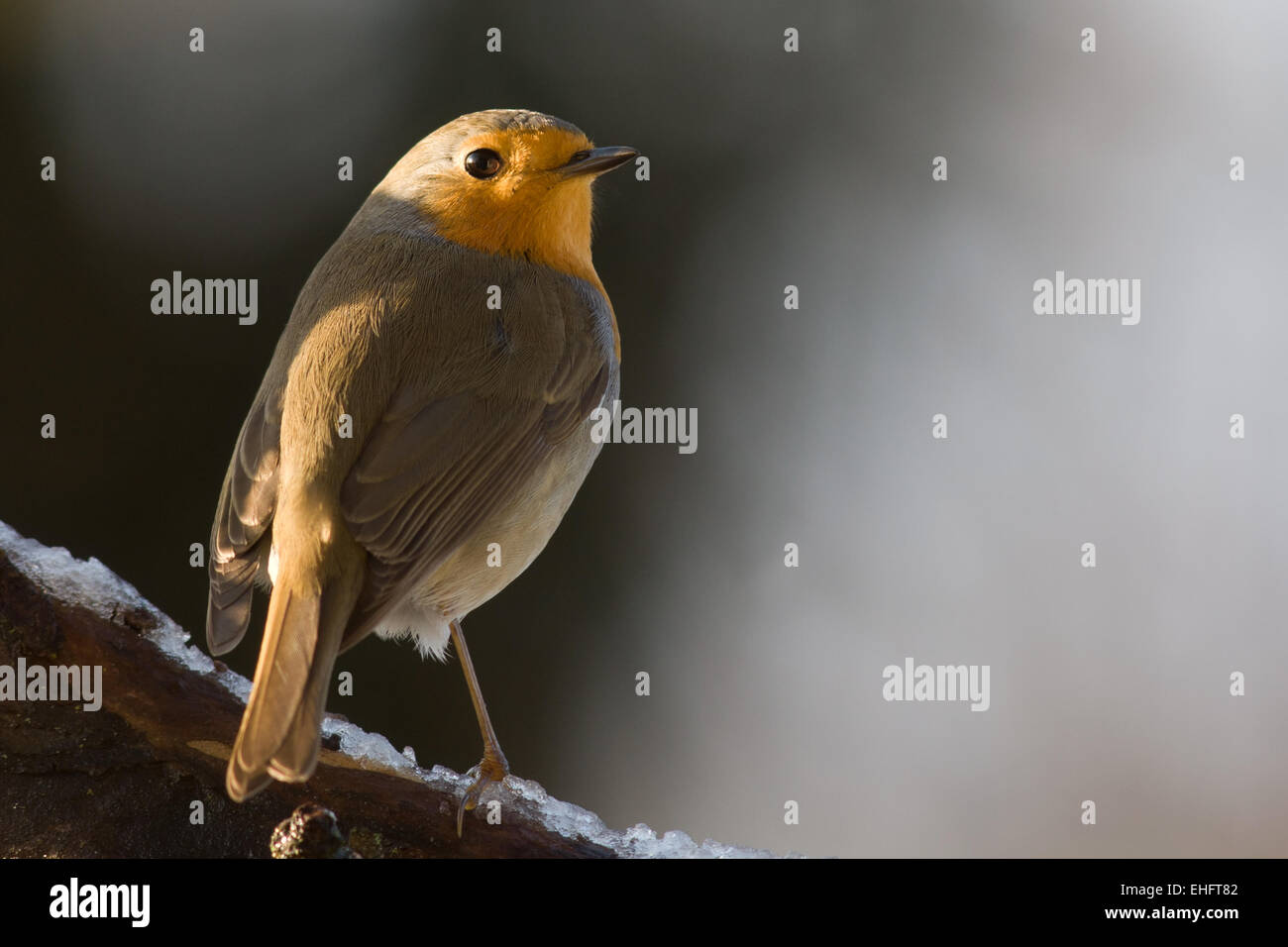 Robin baum Banque de photographies et d’images à haute résolution - Alamy