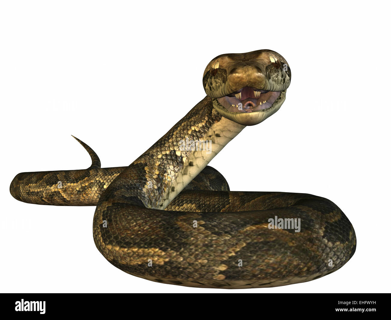 Python fangs Banque de photographies et d’images à haute résolution - Alamy