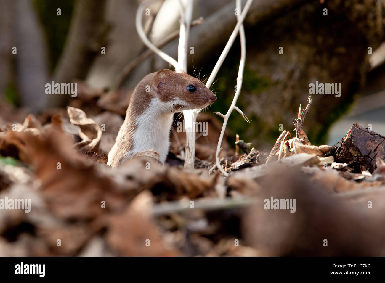 Belette blanche Banque de photographies et d’images à haute résolution ...