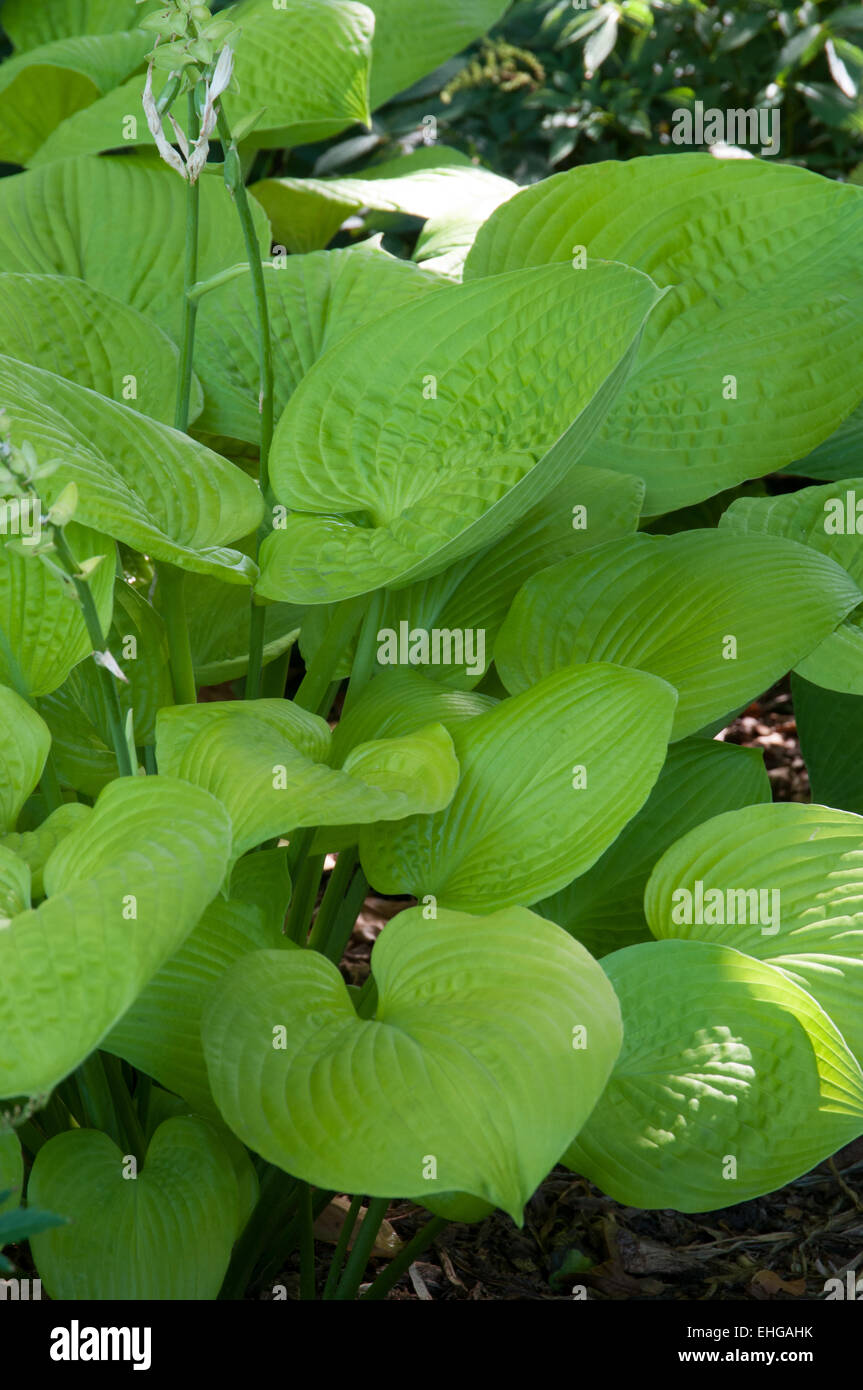 Hosta king tut Banque de photographies et d’images à haute résolution ...