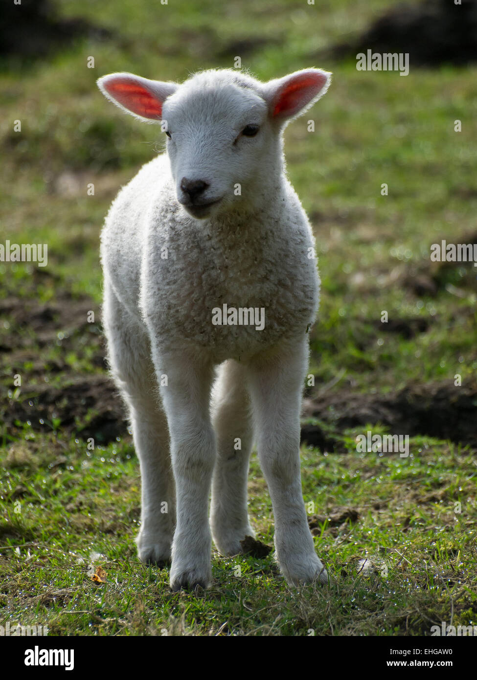 Petit mouton Banque de photographies et d’images à haute résolution - Alamy