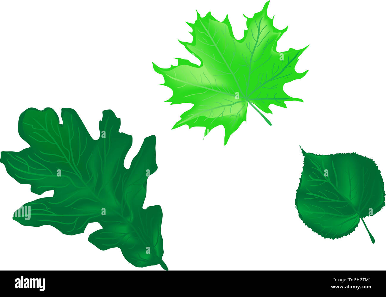 Feuilles et arbres verts Banque d'images détourées - Alamy