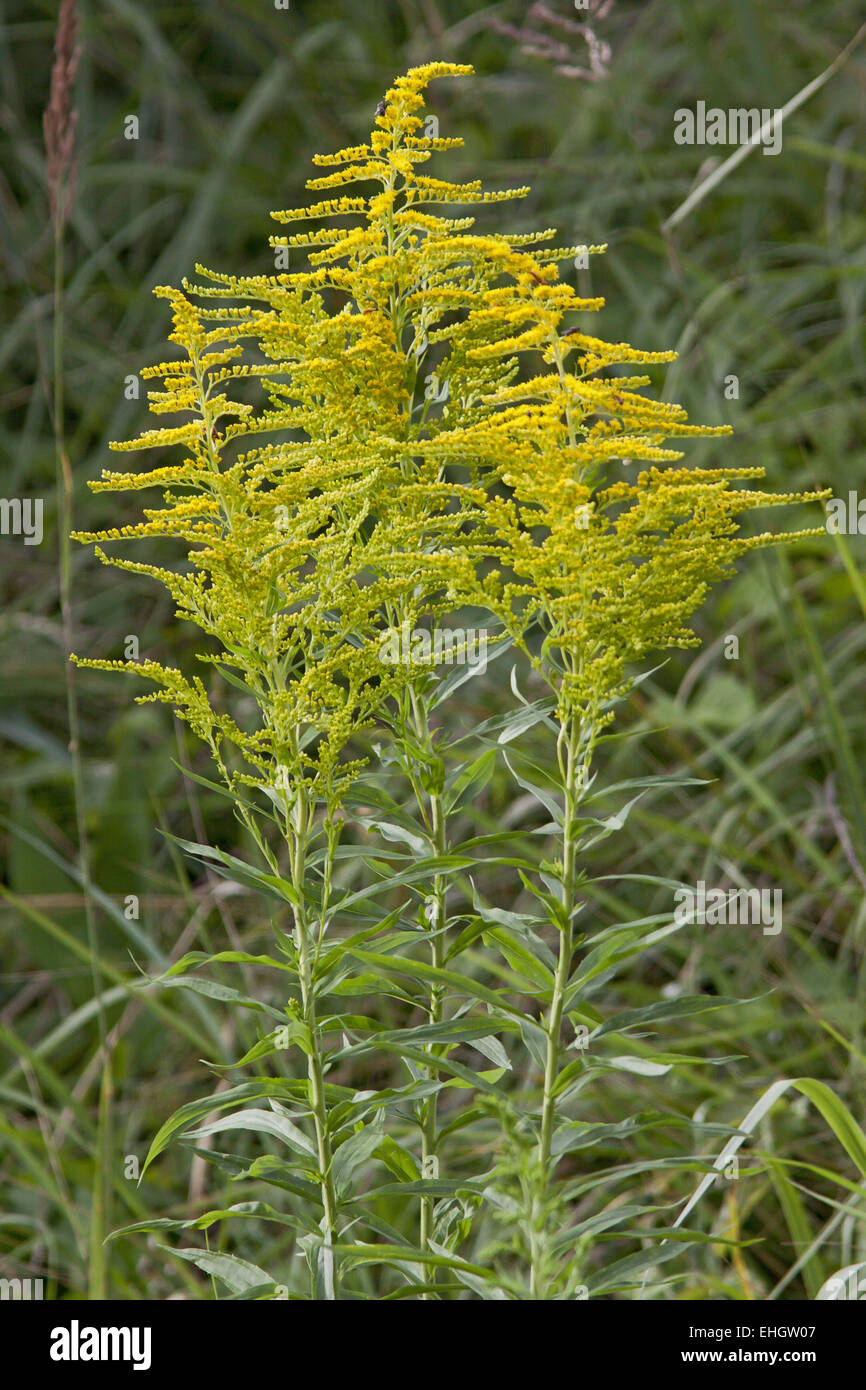 Golden rod Banque de photographies et d’images à haute résolution - Alamy