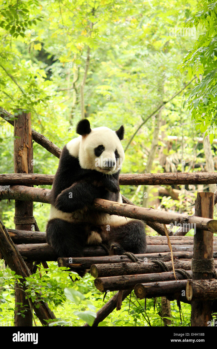 Famille panda Banque de photographies et d’images à haute résolution ...