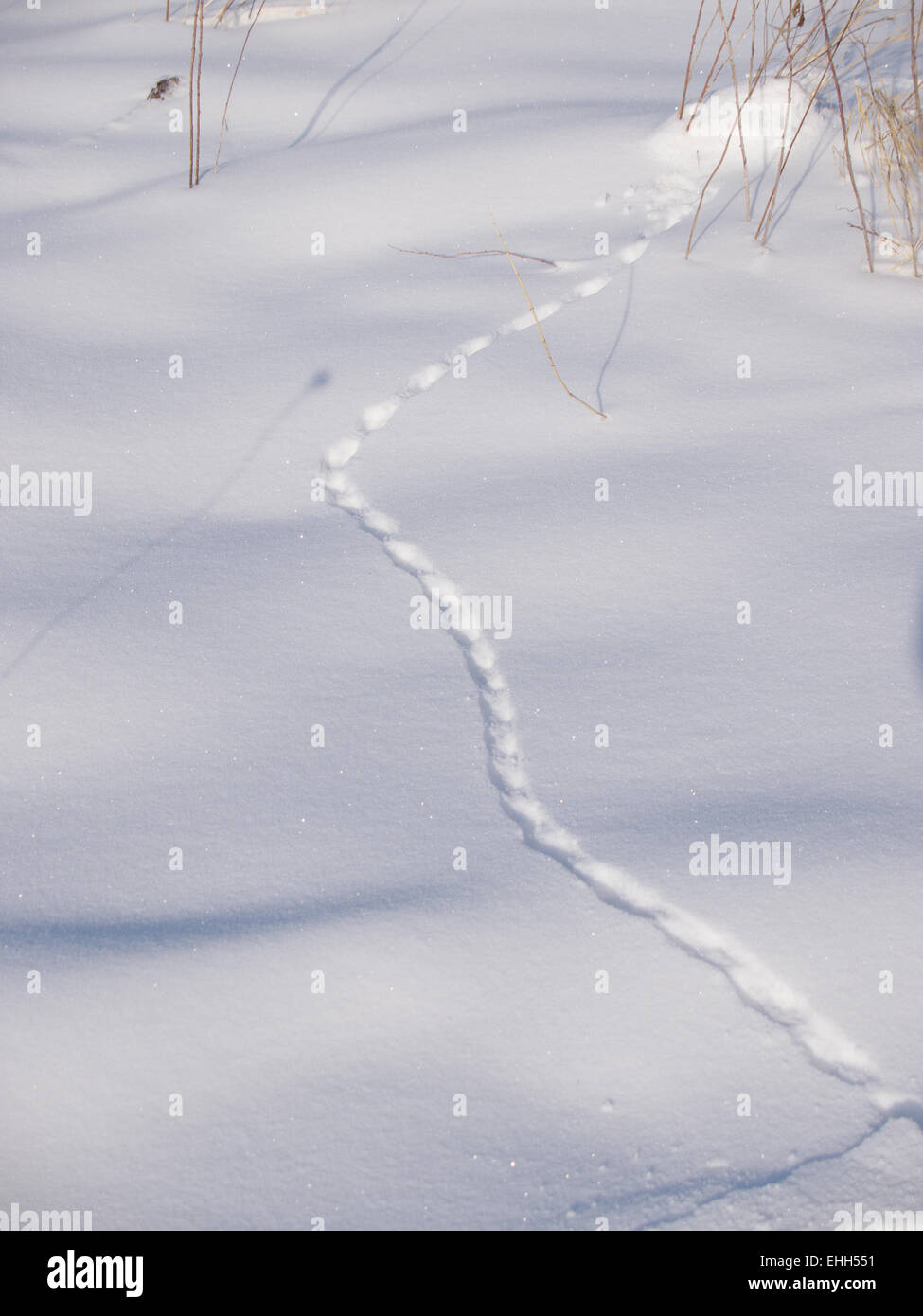 Trace de neige Banque de photographies et d’images à haute résolution ...